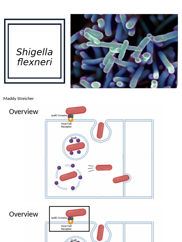Shigella Flexneri | PDF