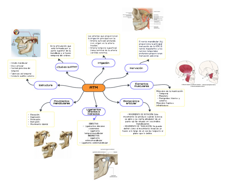 Cóndilo Mandibular - ? ? Disco Articular - ? ? Cavidad Glenoidea Del ...
