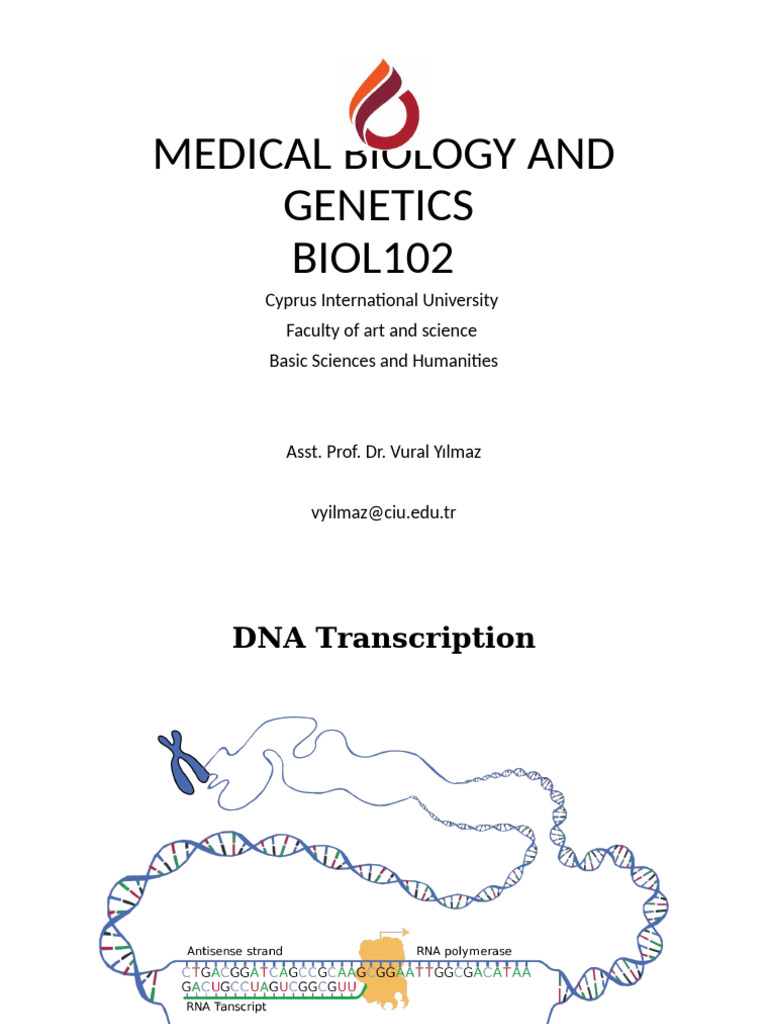 BIOL102.7 Transcription | PDF