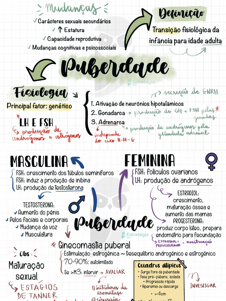 Mapa Mental - Puberdade | PDF