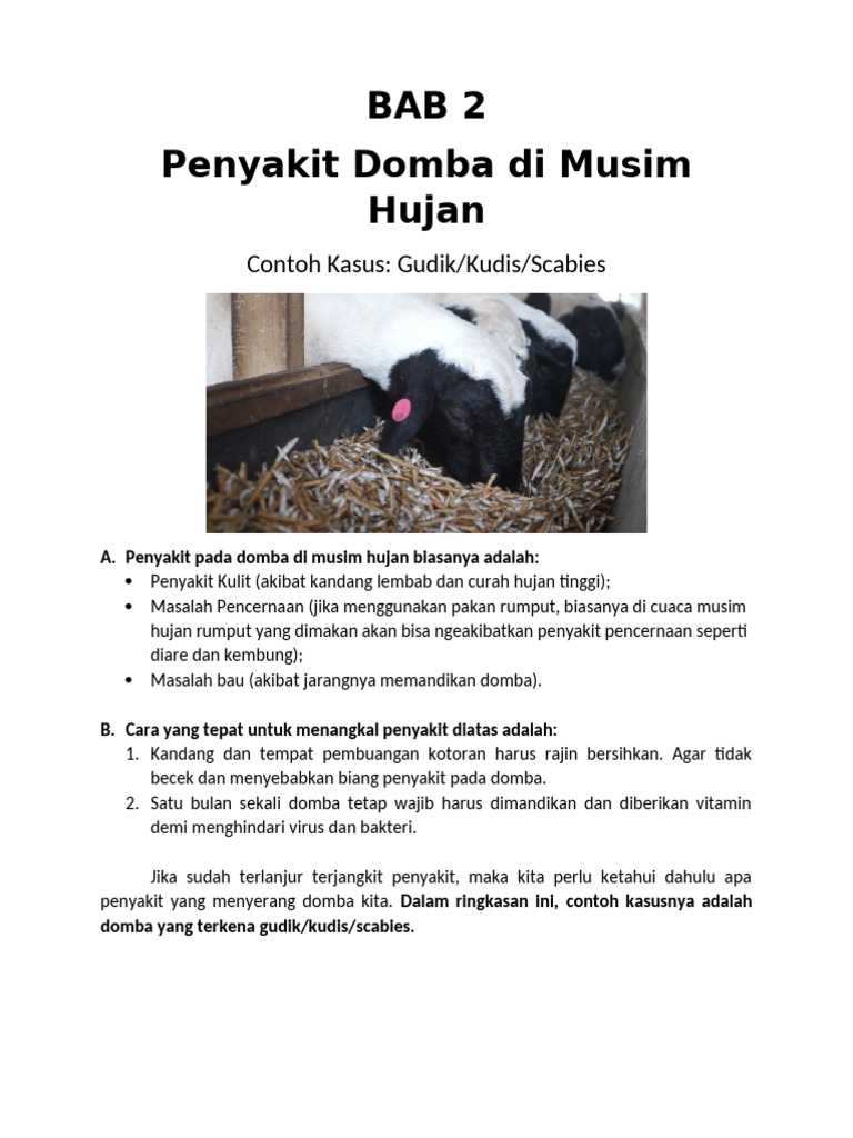 Mengatasi Gudik pada Domba Musim Hujan | PDF | Kesehatan Holistik