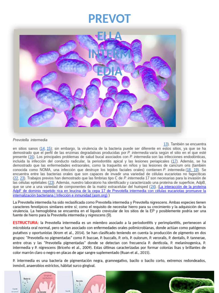 Prevotella Intermedia | PDF