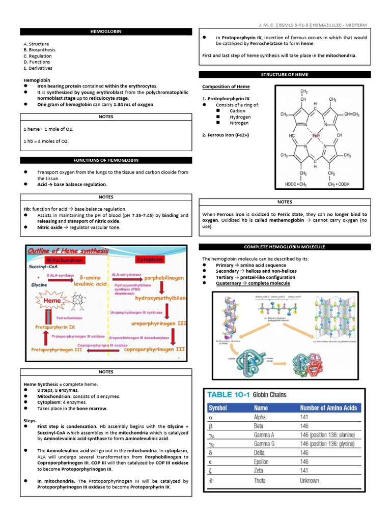 Ii Hemoglobin Structure Biosynthesis Regulation Functions