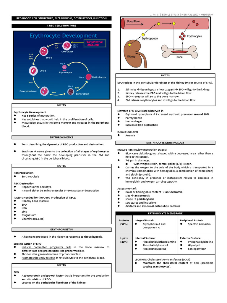 I. Red Blood Cell (Structure, Metabolism, Destruction, Function) | PDF