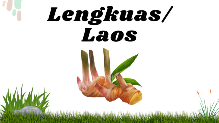 Lengkuas | PDF