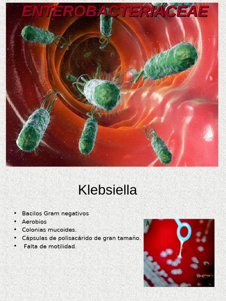 Klebsiella - Serratia.proteus II | PDF