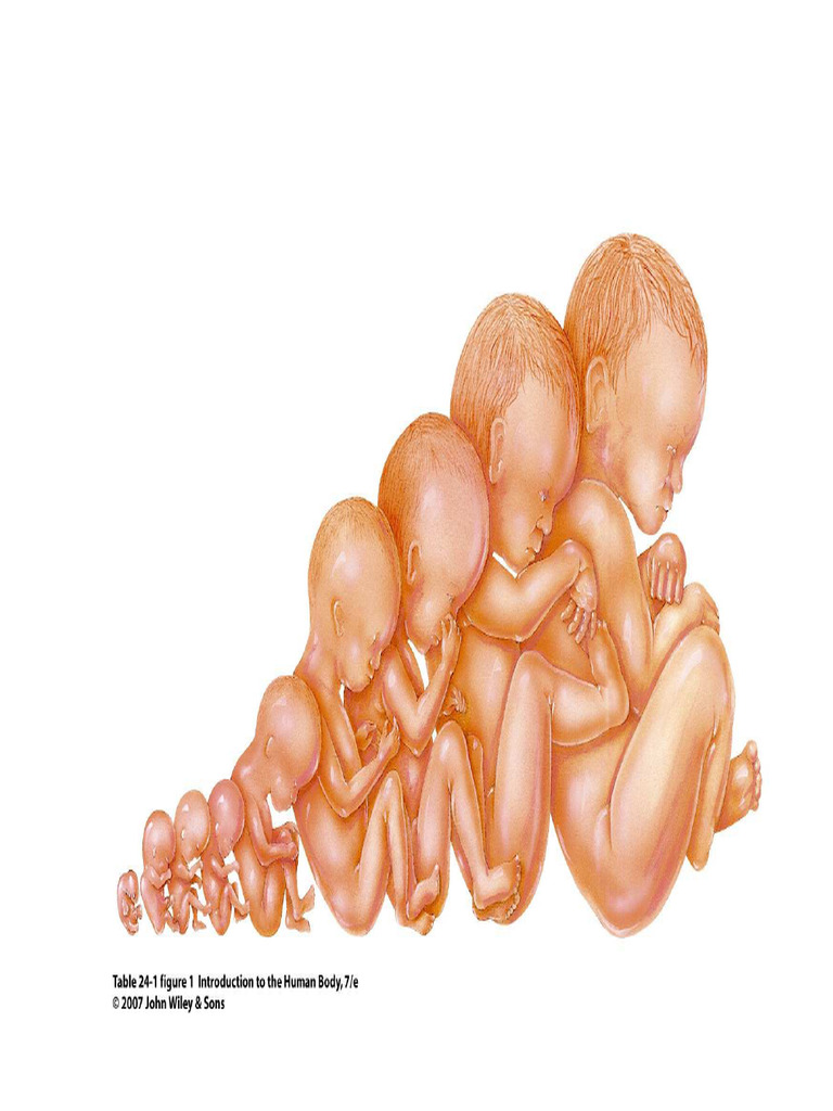 Clase-Fecundacion y Nociones de Embriogenesis Primera Parte | PDF