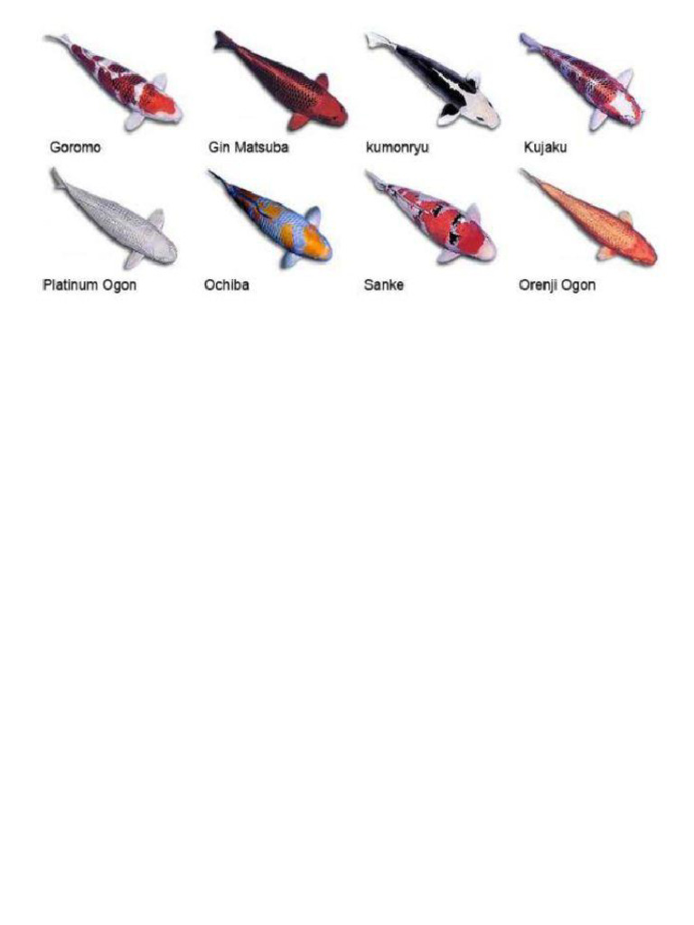 Jenis - Jenis ikan Koi | PDF