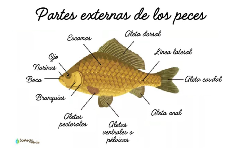 Partes Externas de La Rana | PDF