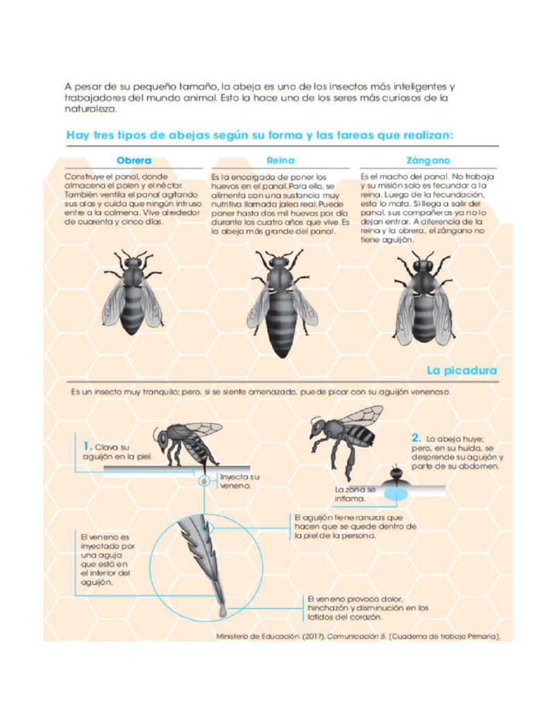 Lectura Las Abejas 2 | PDF