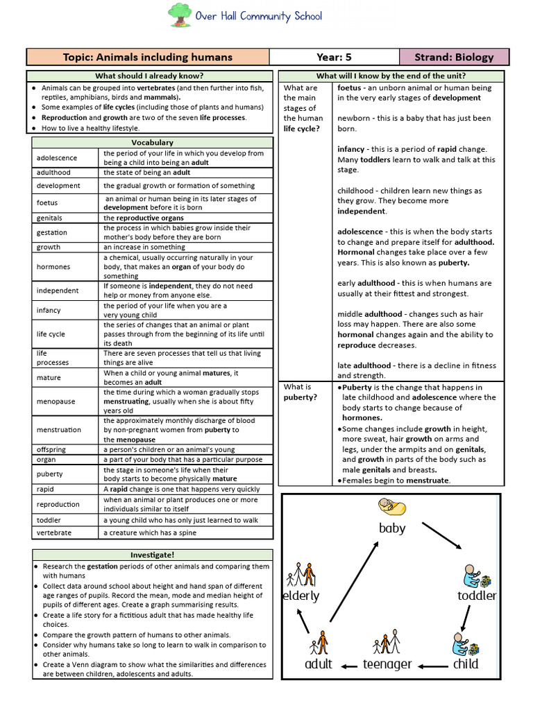 Year 5 Science Animals Including Humansnew PDF | PDF