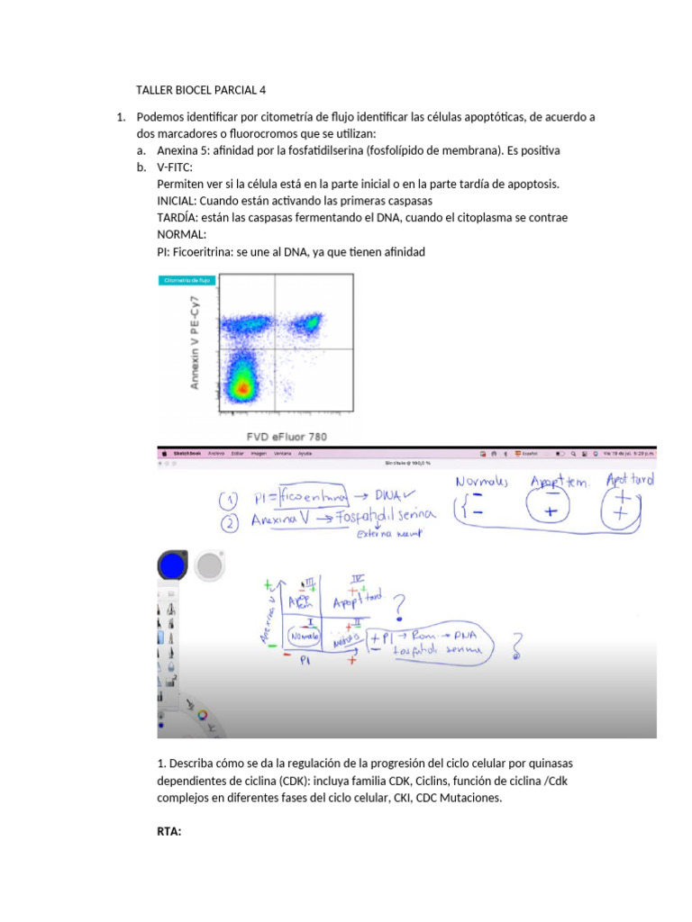 Taller Biocel Parcial 4 | PDF