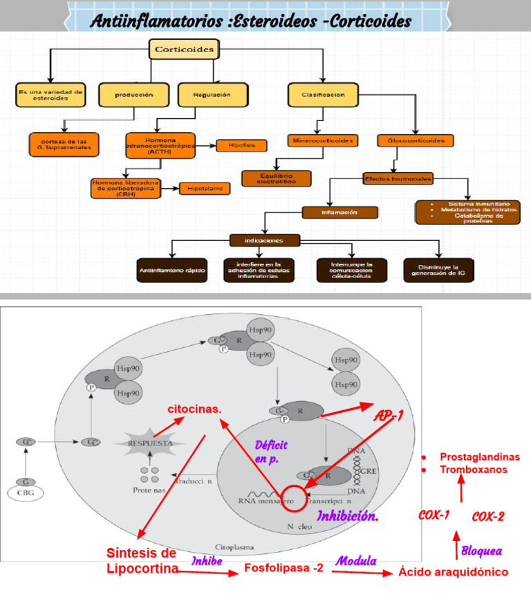 Antiinflamatorios Esteroideos | PDF