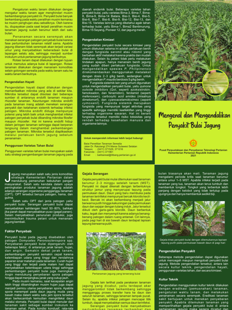 Mengenal Dan Mengendalikan Penyakit Bulai Jagung | PDF