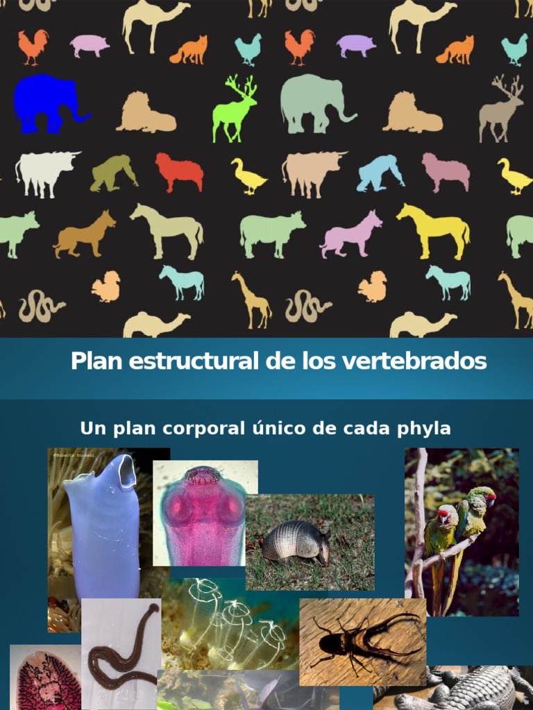 Plan Estructural de Los Animales - 2024 | PDF