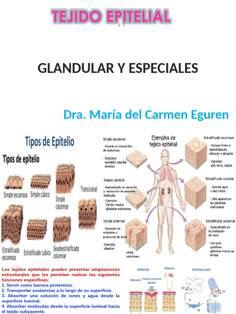 HIST - 2024-Tejido Epitelial Glandular y Especializados. Tej Conjuntivo. Generalidades | PDF