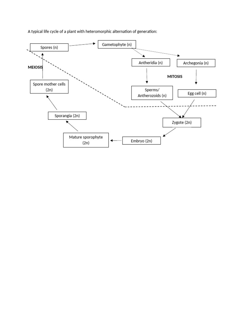 A Typical Life Cycle of A Plant With Heteromorphic Alternation of ...