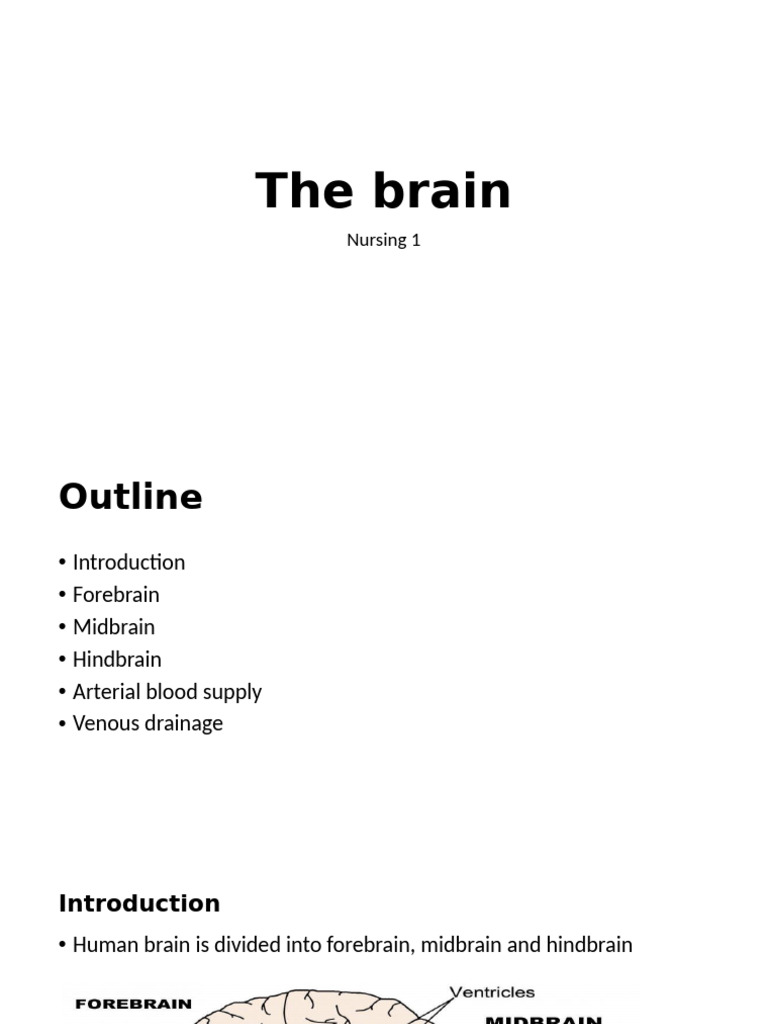 the brain | PDF