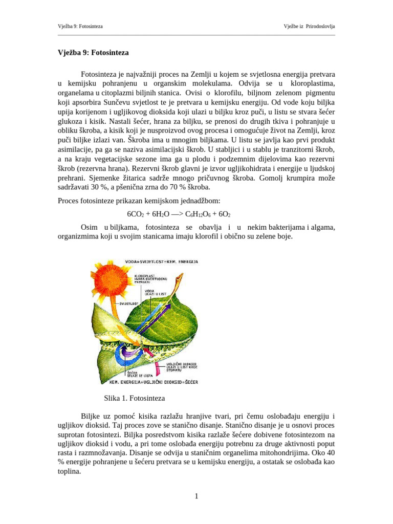 Vjezba 9 - Fotosinteza[1] | PDF
