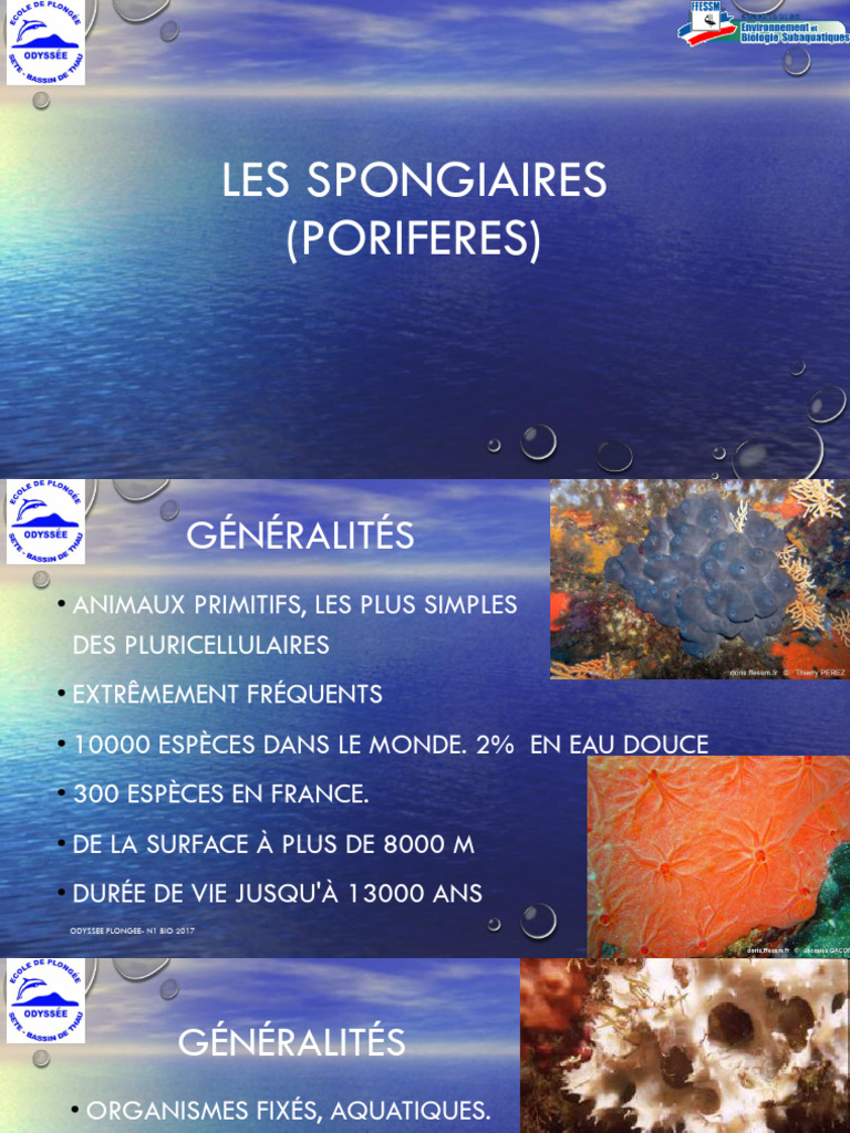 Spongiaires | PDF