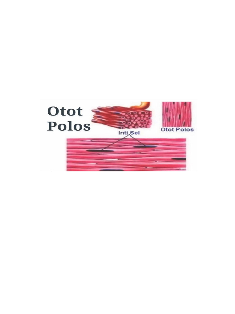 Otot Polos | PDF
