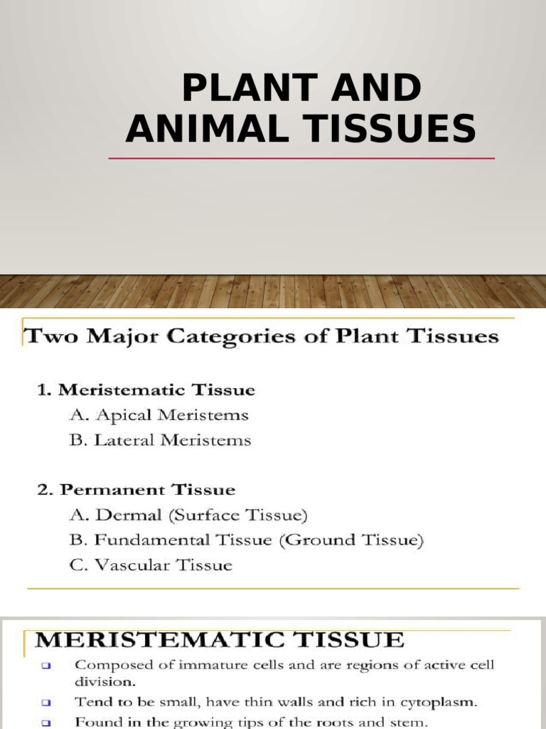 Lesson 4 Plant and Animal Tissues | PDF