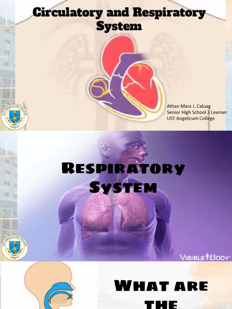 Circulatory and Respiratory System | PDF
