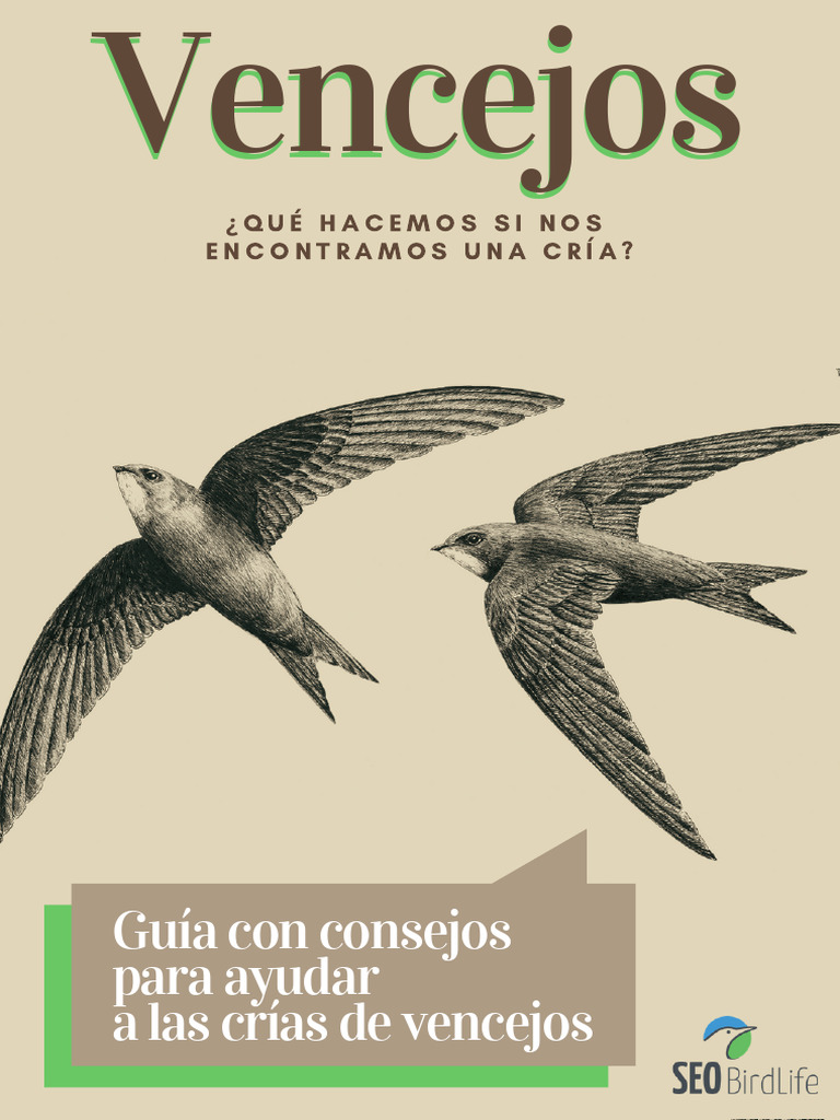 Como Ayudar A Los Vencejos | PDF
