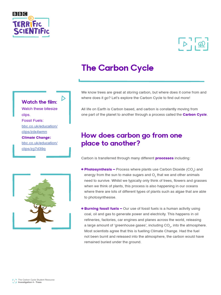 Carbon Cycle Activity | PDF
