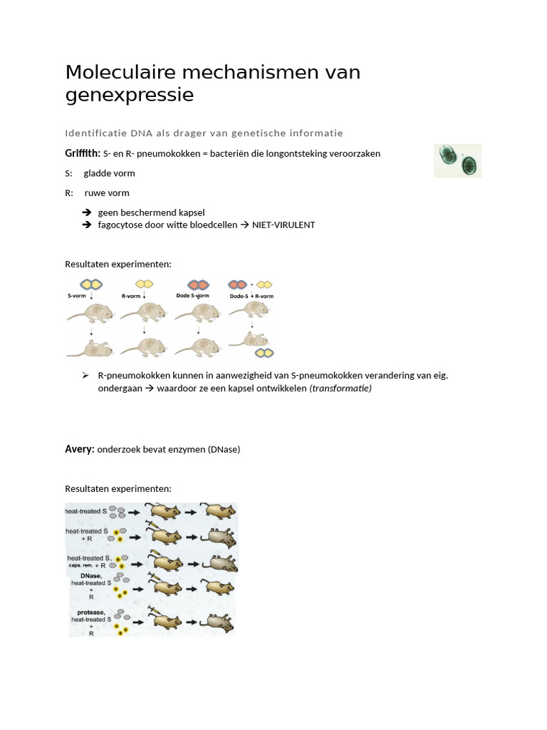Moleculaire Mechanismen Van Genexpressie | PDF