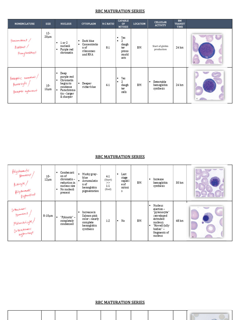 Lesson-1.5-RBC-Maturation-Handout | PDF