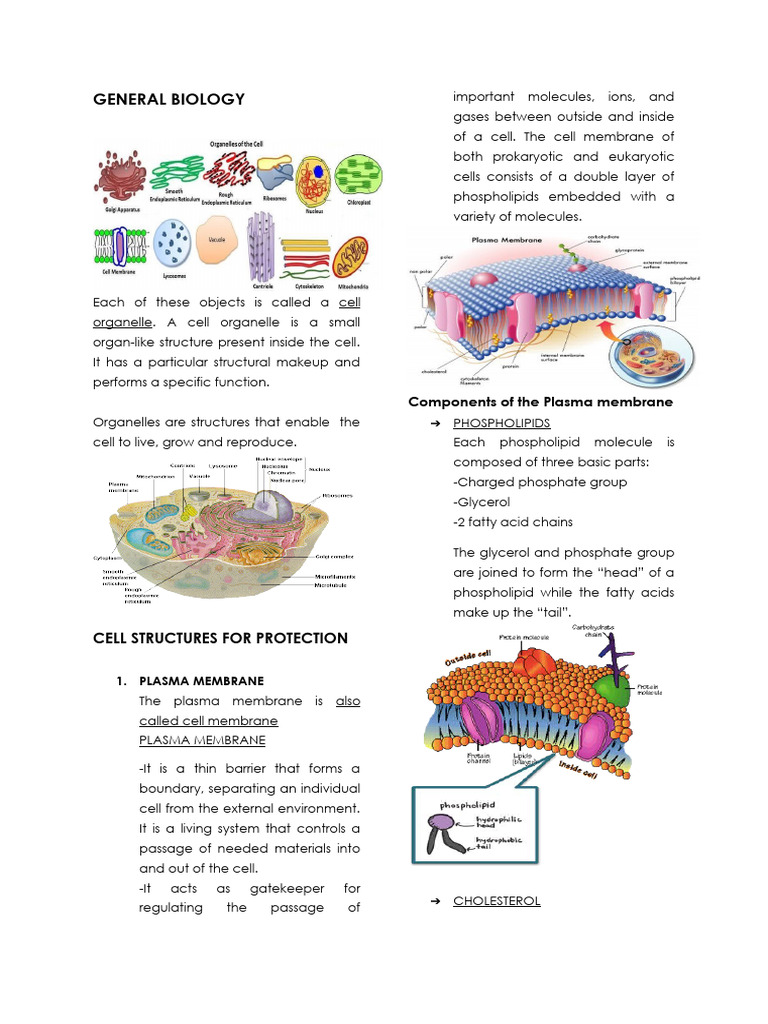 General Biology CS | PDF