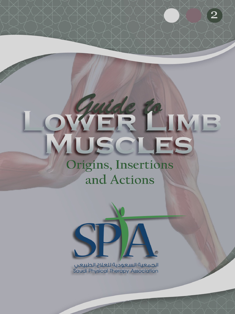 مشاركة Lower Limb Muscles | PDF