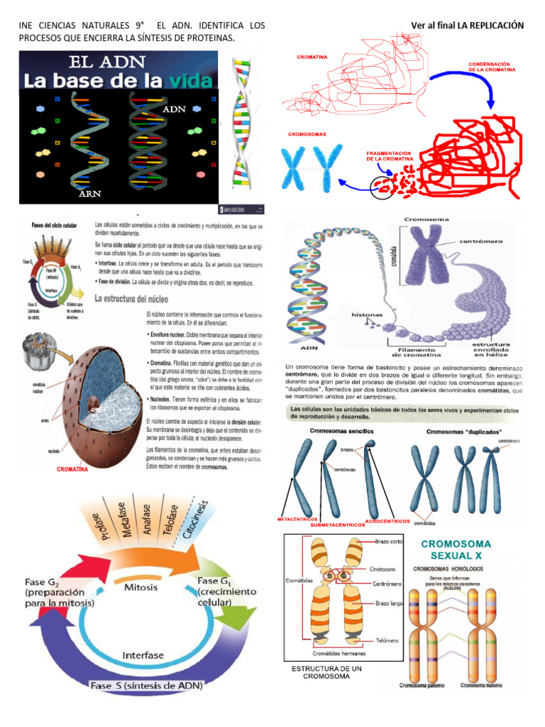 El Adn-Resumen y Tarea | PDF | Adn | Rna