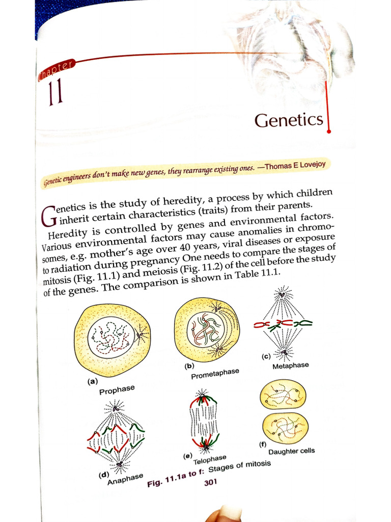 Genetics | PDF
