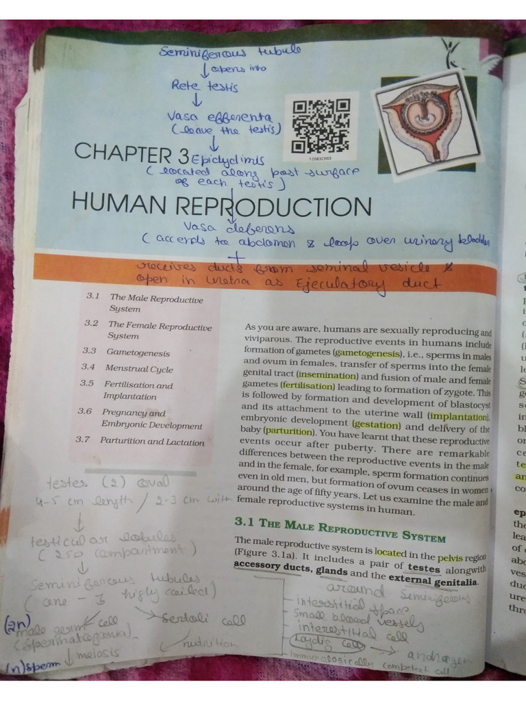 Human Reproduction | PDF
