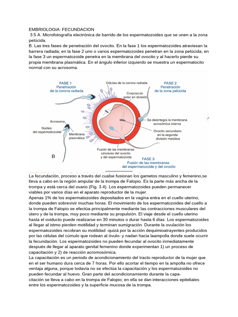 Embriologia Fecundacion | PDF