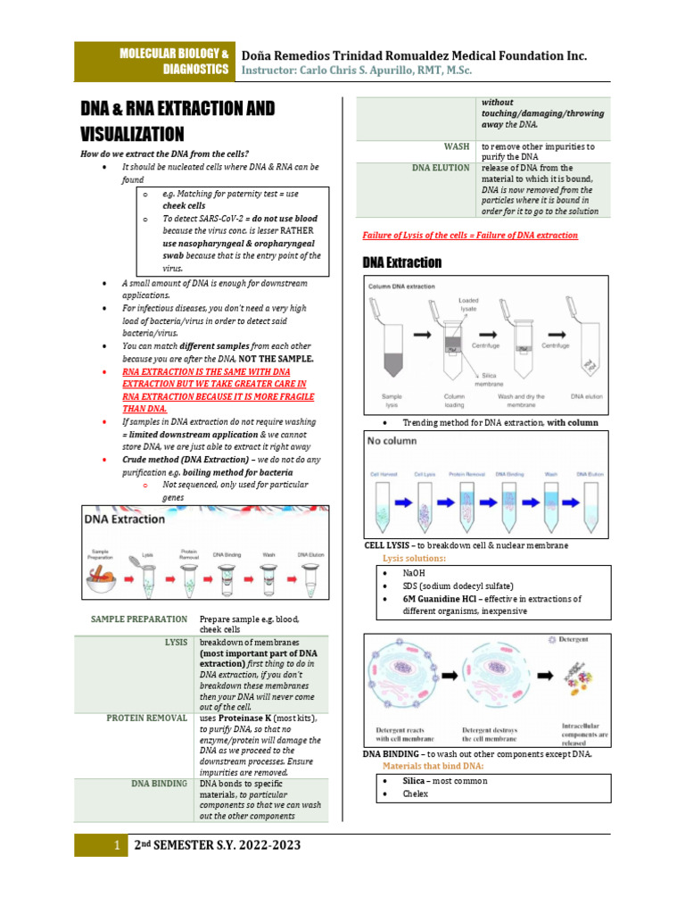 3 - DNA-RNA-Extraction-and-Visualization | PDF | Agarose Gel ...