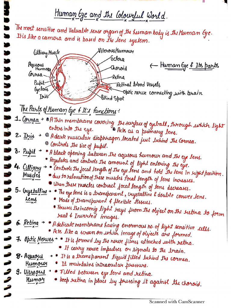 Human Eye Revision Notes | PDF