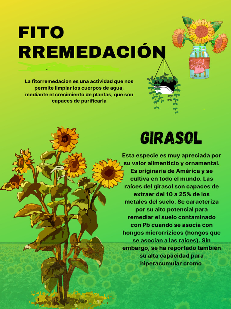 1 Informacion Sobre La Fitorremedacion Como Funjciona y Los Elementos ...