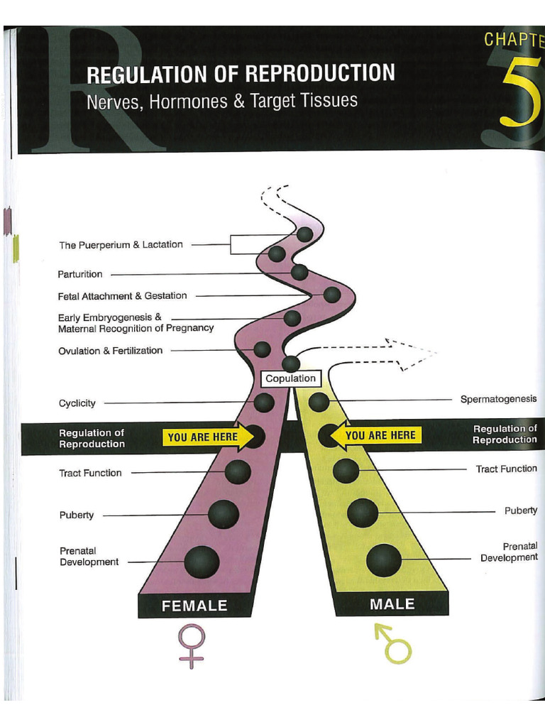 Regulation of Reproduction Cap5 | PDF