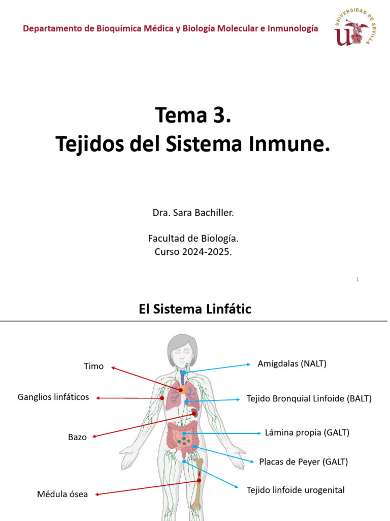 Tema 3 - Tejidos Del SI | PDF