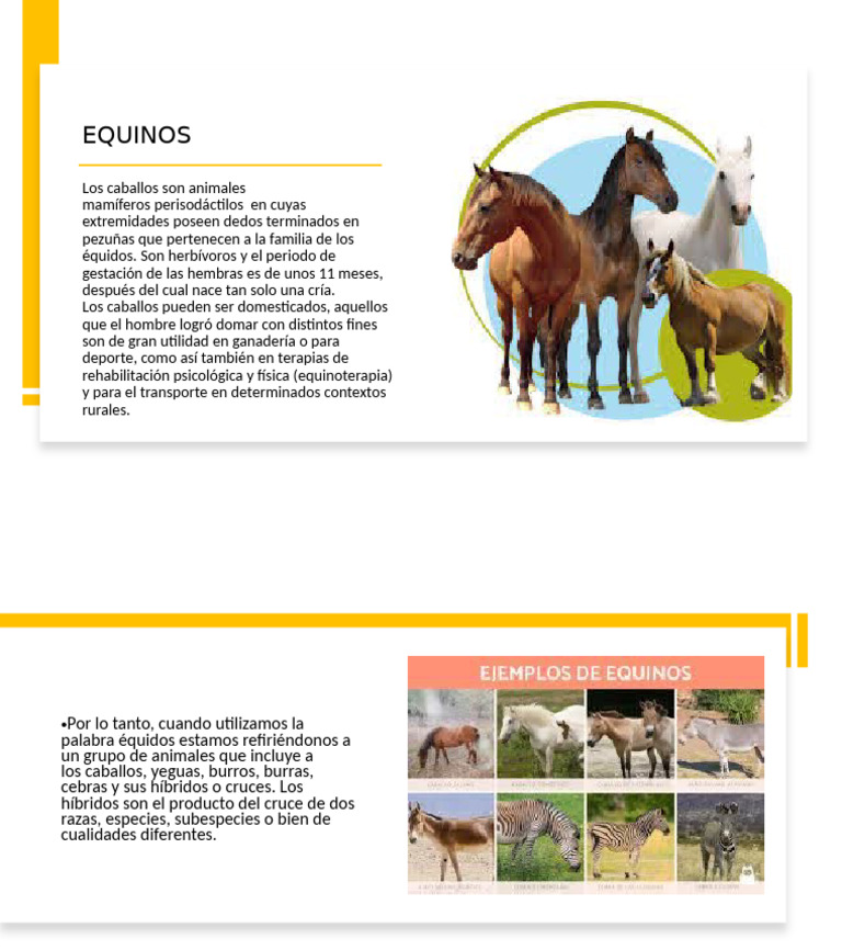 EQUINOS | PDF