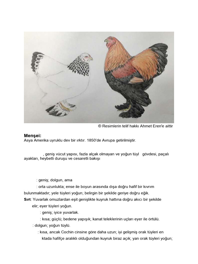 Brahma Standard | PDF