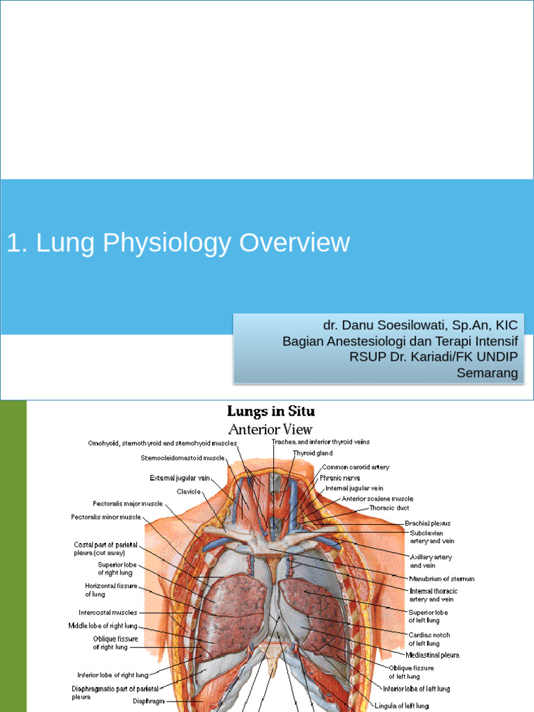 Lung Physiology and Implication On Ventilator Edit | PDF