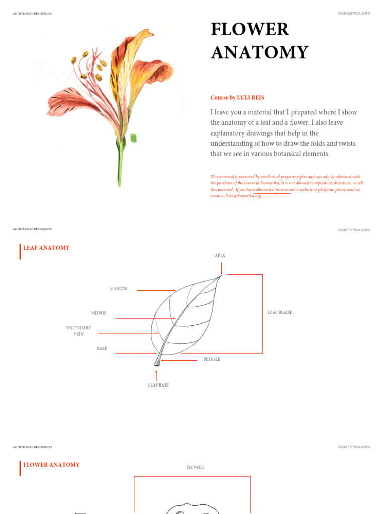 U3R1 - Anatomy Flower - EN | PDF