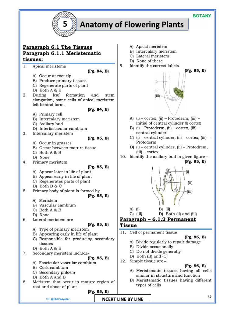 Anatomy of Flowering Plants DPP | PDF