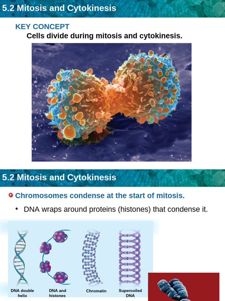 Mitosis and Cytokinesis | PDF