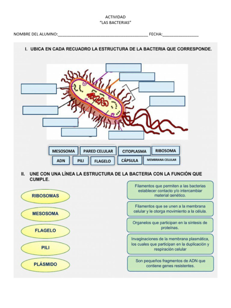 ACTIVIDAD Bacterias | PDF