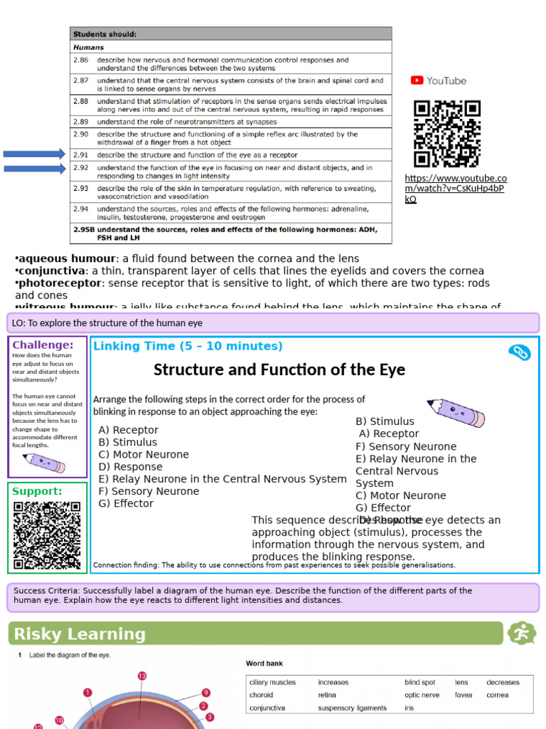 L4 Eye Structure and Fucntion | PDF